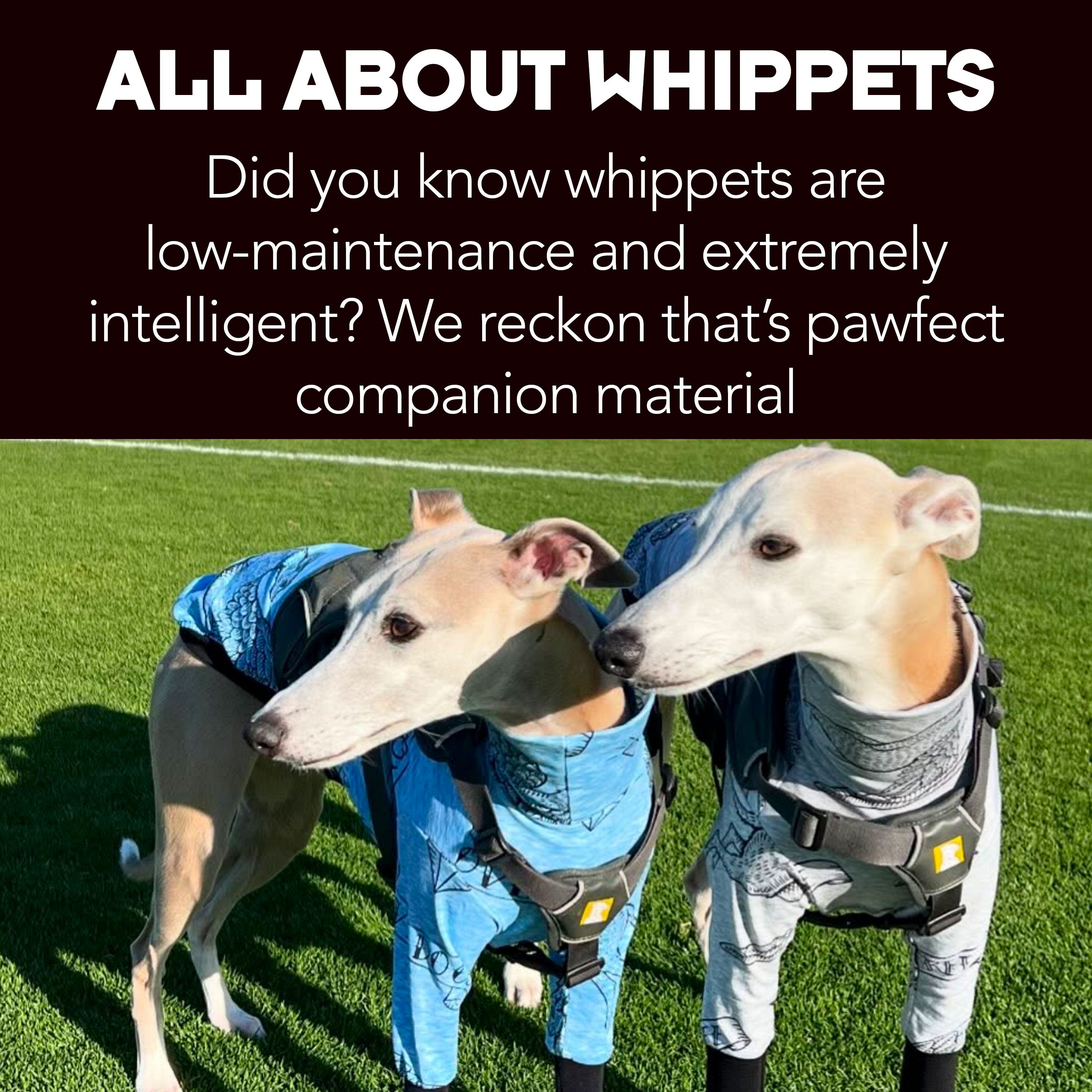 All About Whippets – Hound-Tees®