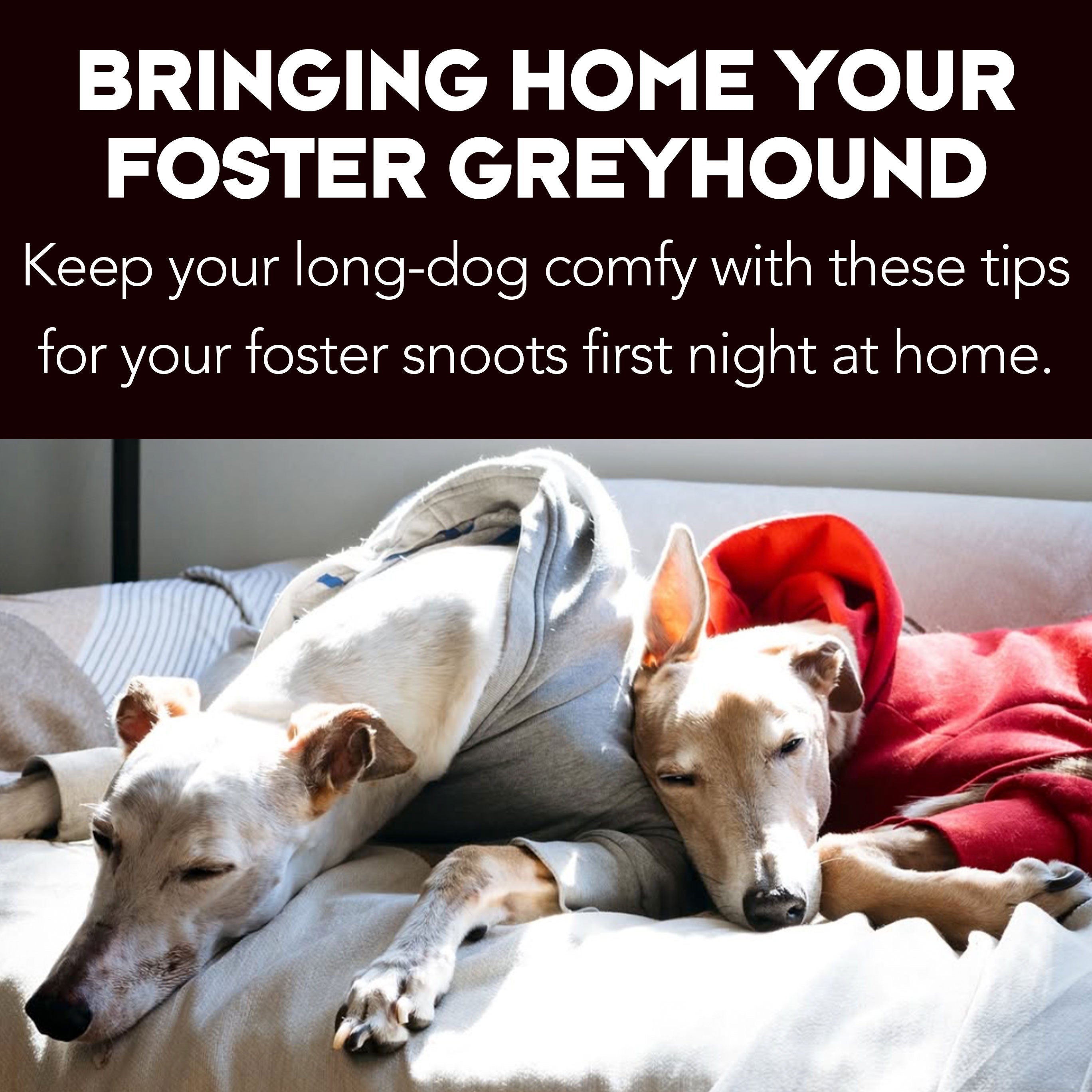 Bringing Your Foster Greyhound Home – Hound-Tees®
