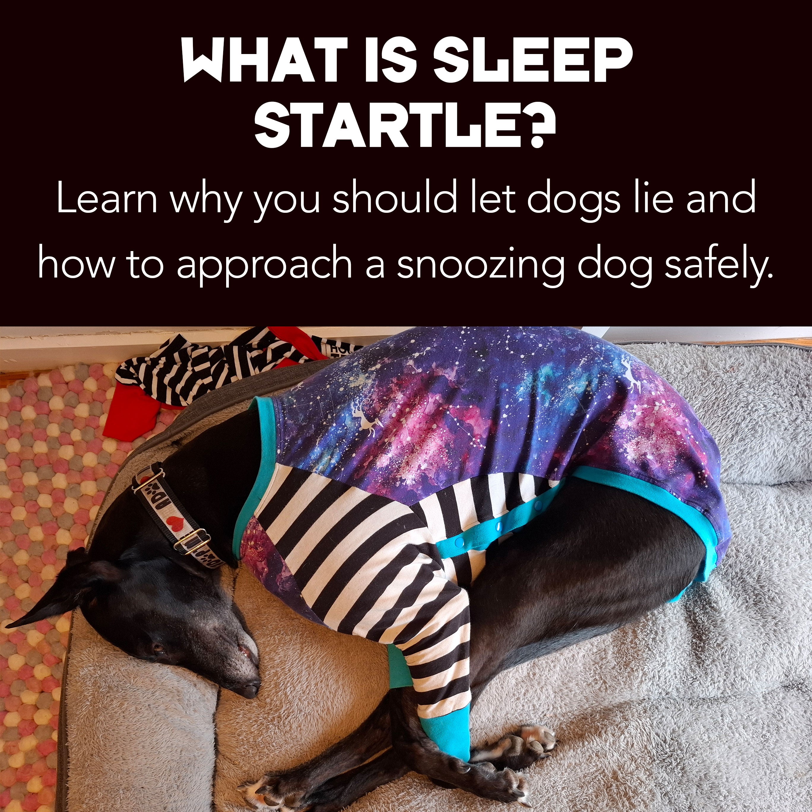 What is sleep startle in greyhounds and how can you support them throu ...